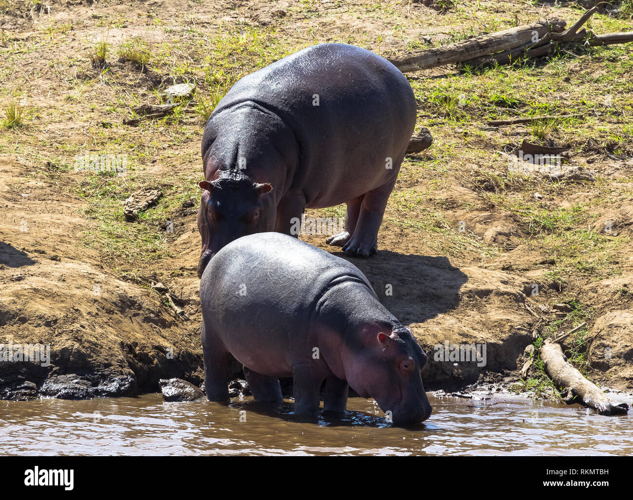 Two hippopotamuses on the river bank. Masai Mara, Kenya Stock Photo - Alamy