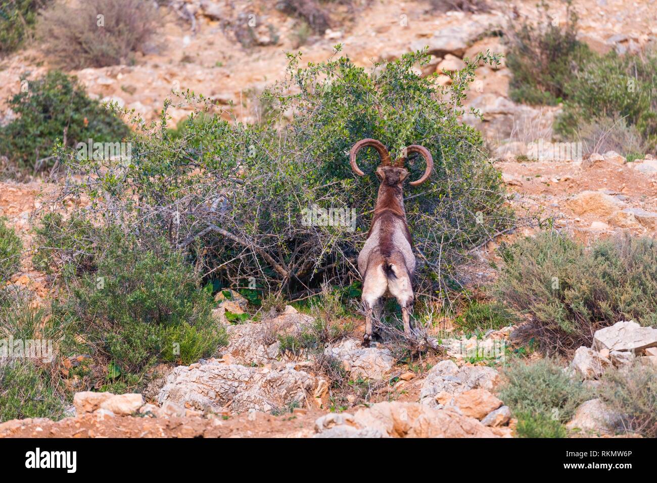 Wild Goat Capra Cliff High Resolution Stock Photography and Images - Alamy