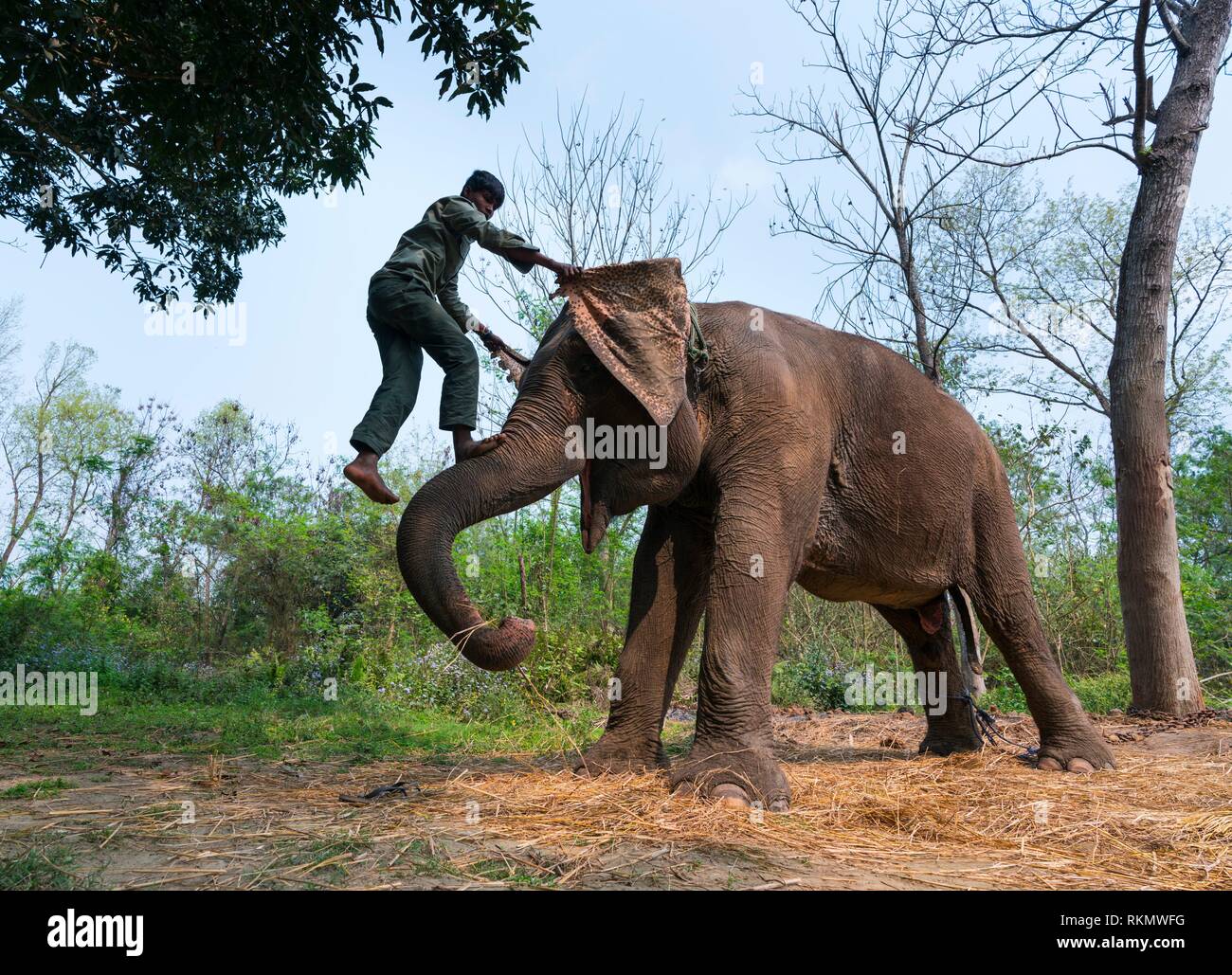 Nepal elephant chitwan national park hi-res stock photography and ...
