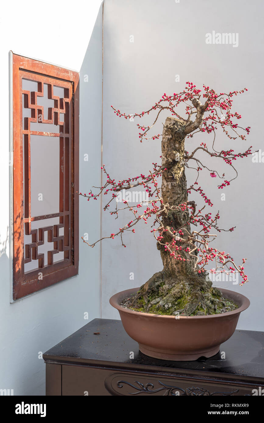 Small plum tree in pot hi-res stock photography and images - Alamy