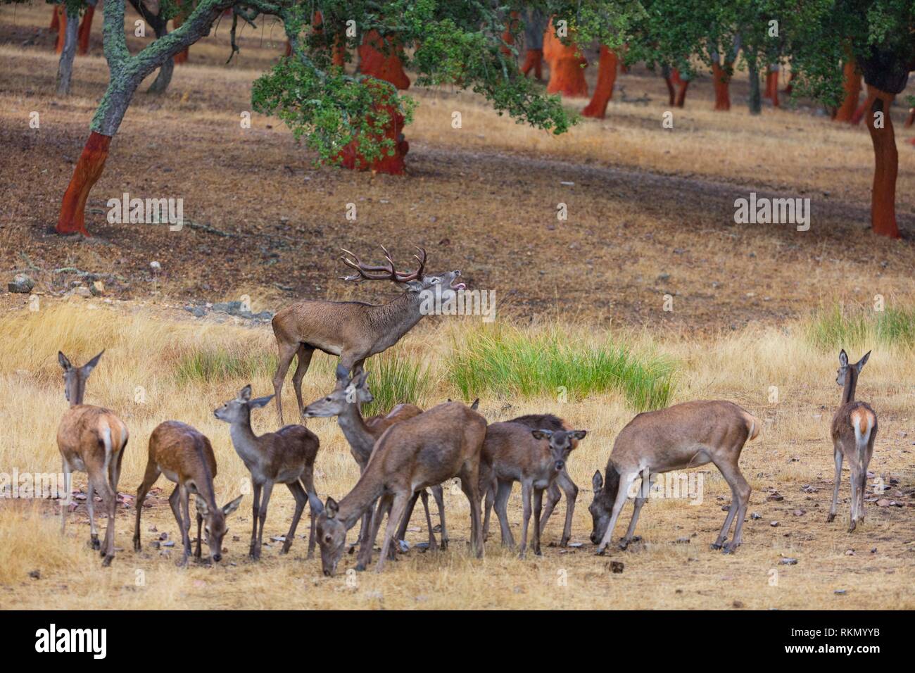 Oak tree flora and fauna hi-res stock photography and images - Alamy