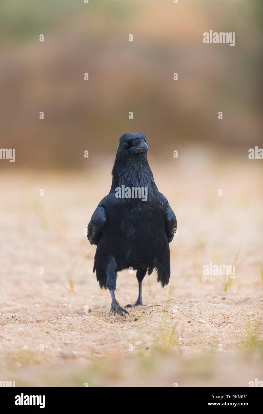 Common raven / Northern raven (Corvus corax). Spain Stock Photo - Alamy
