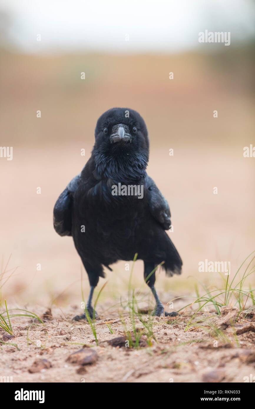 Raven Bird Front View High Resolution Stock Photography and Images - Alamy