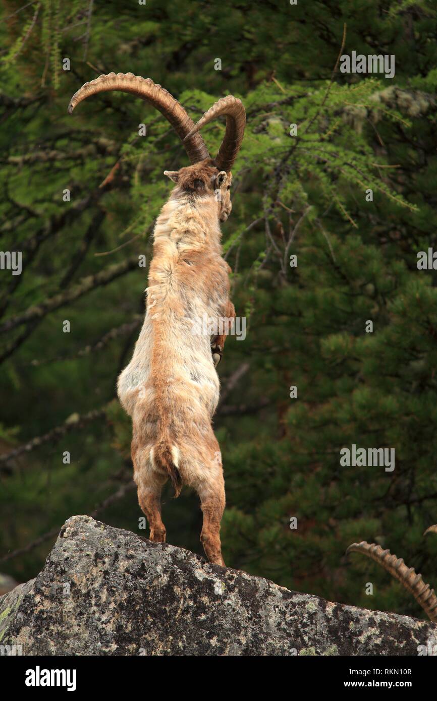 Ibex fighting hi-res stock photography and images - Alamy