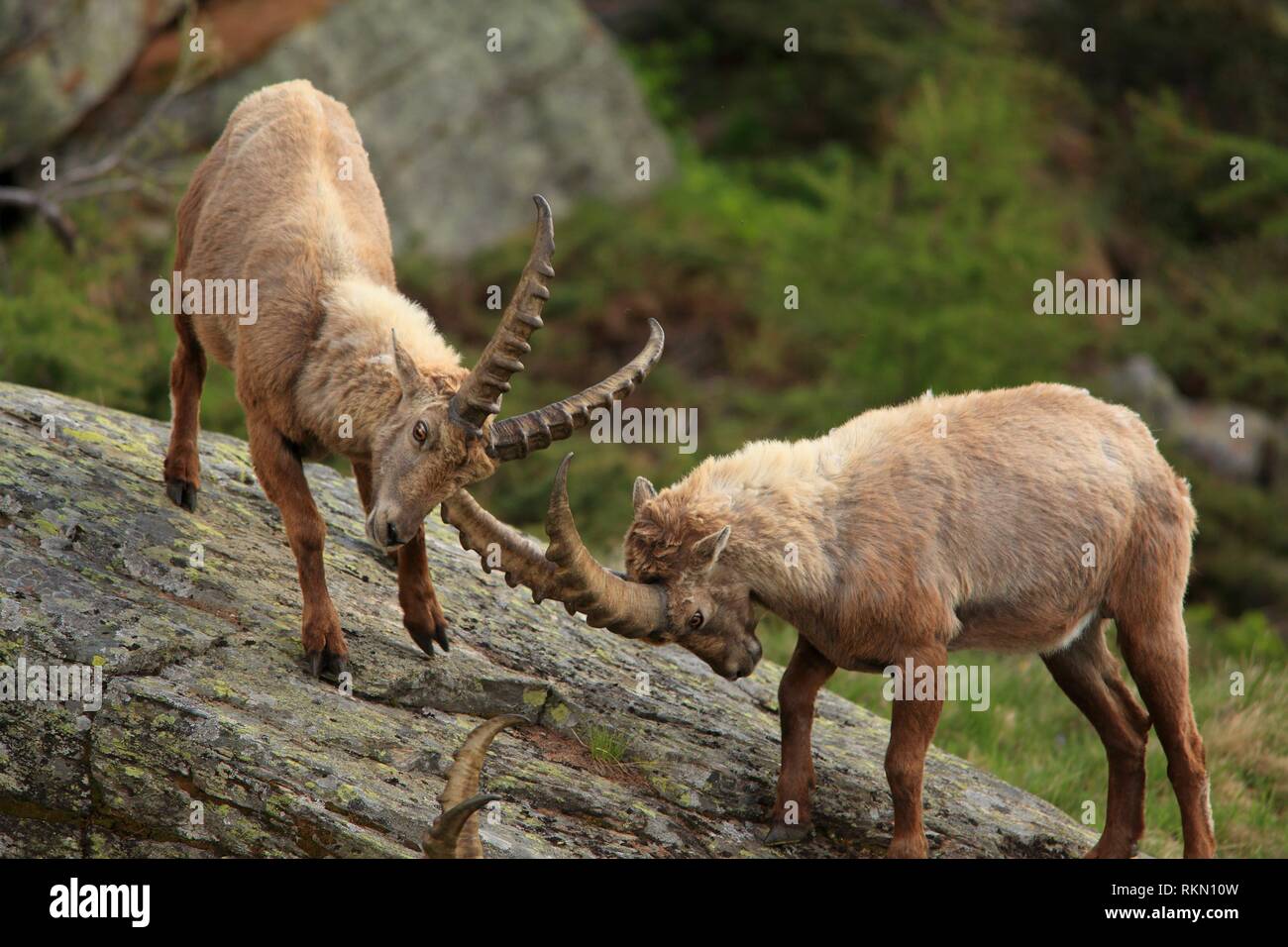 Ibex fight hi-res stock photography and images - Alamy