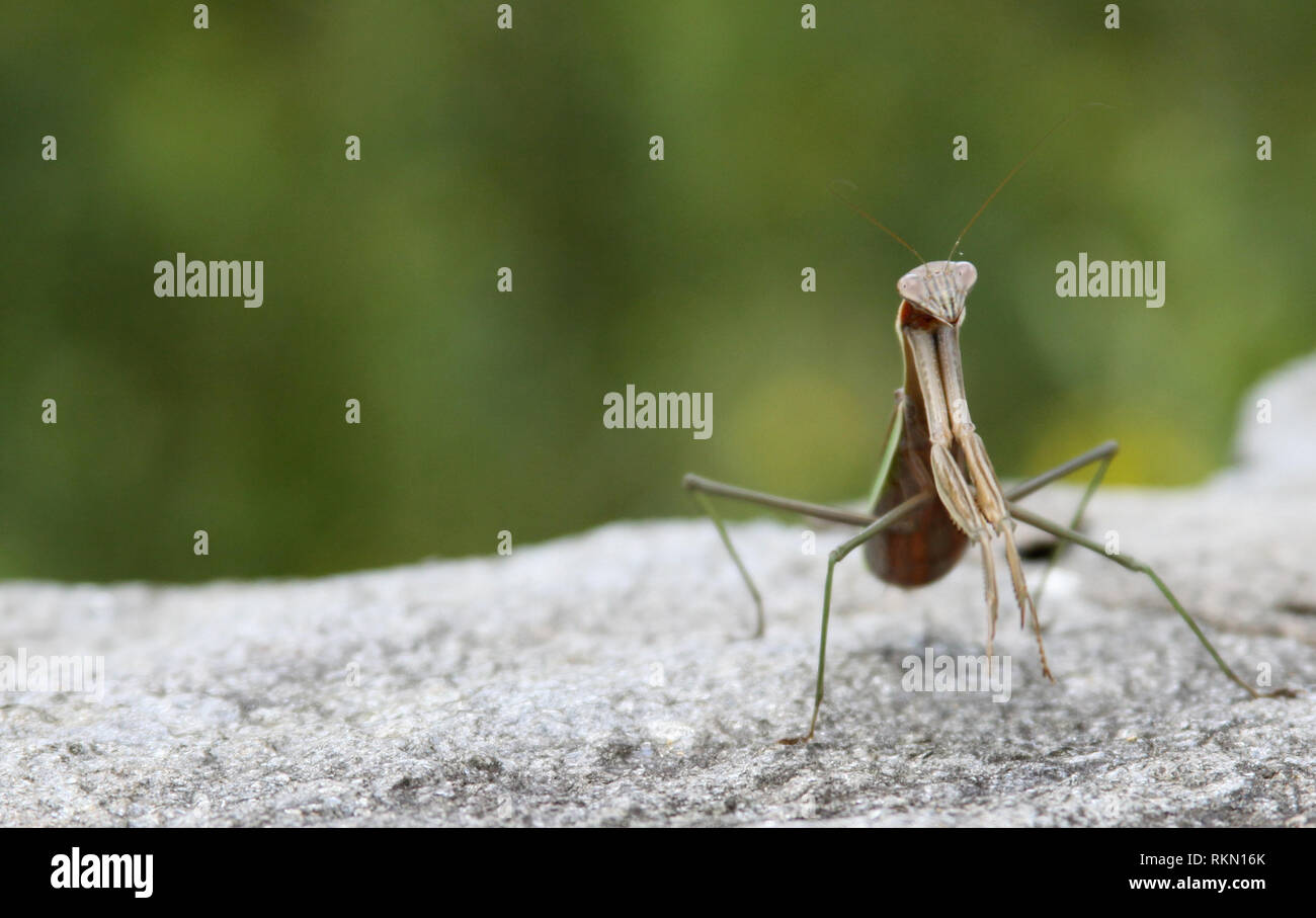 Grey mantis hi-res stock photography and images - Alamy