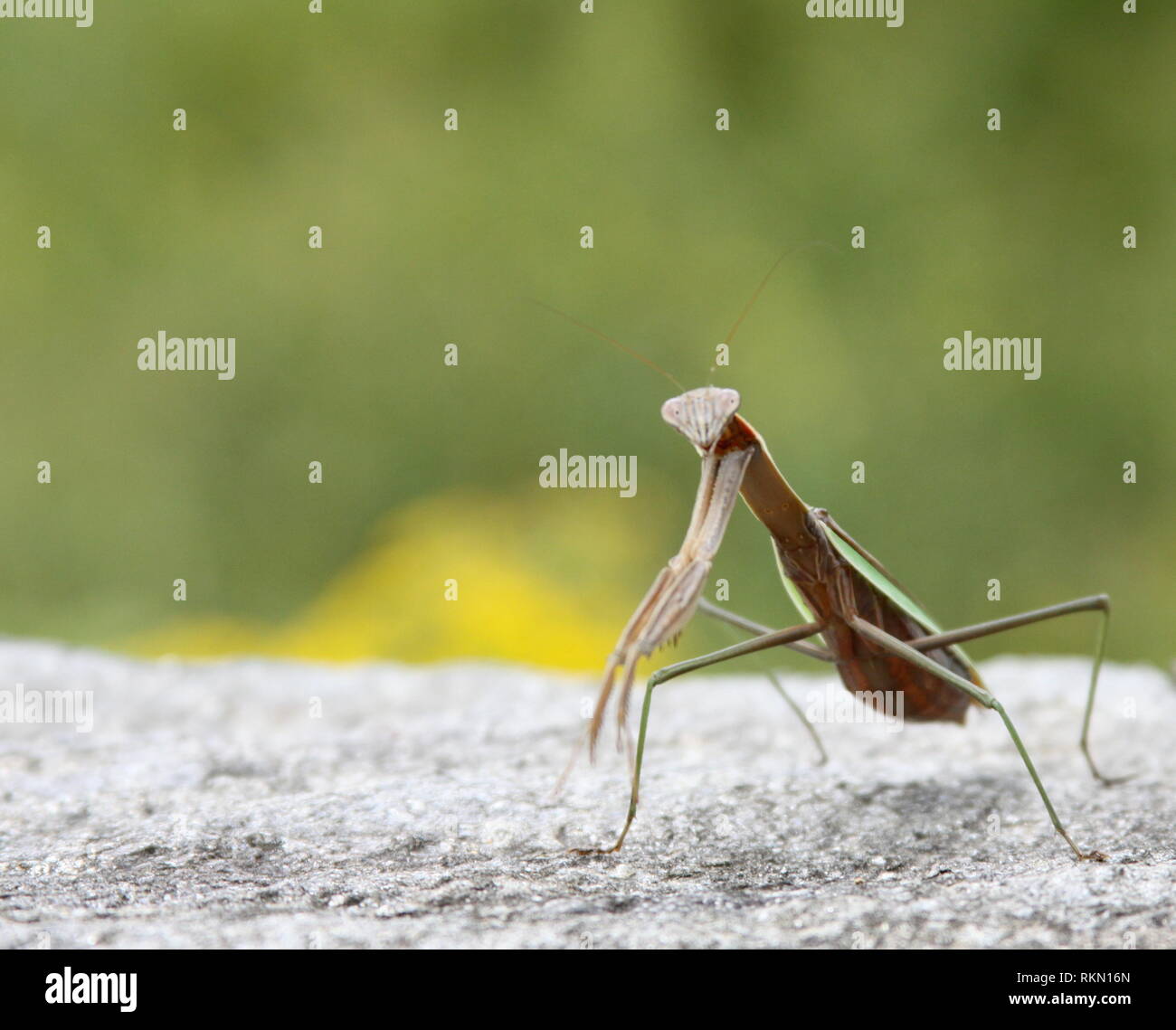 Praying mantis on a stone wall Stock Photo - Alamy