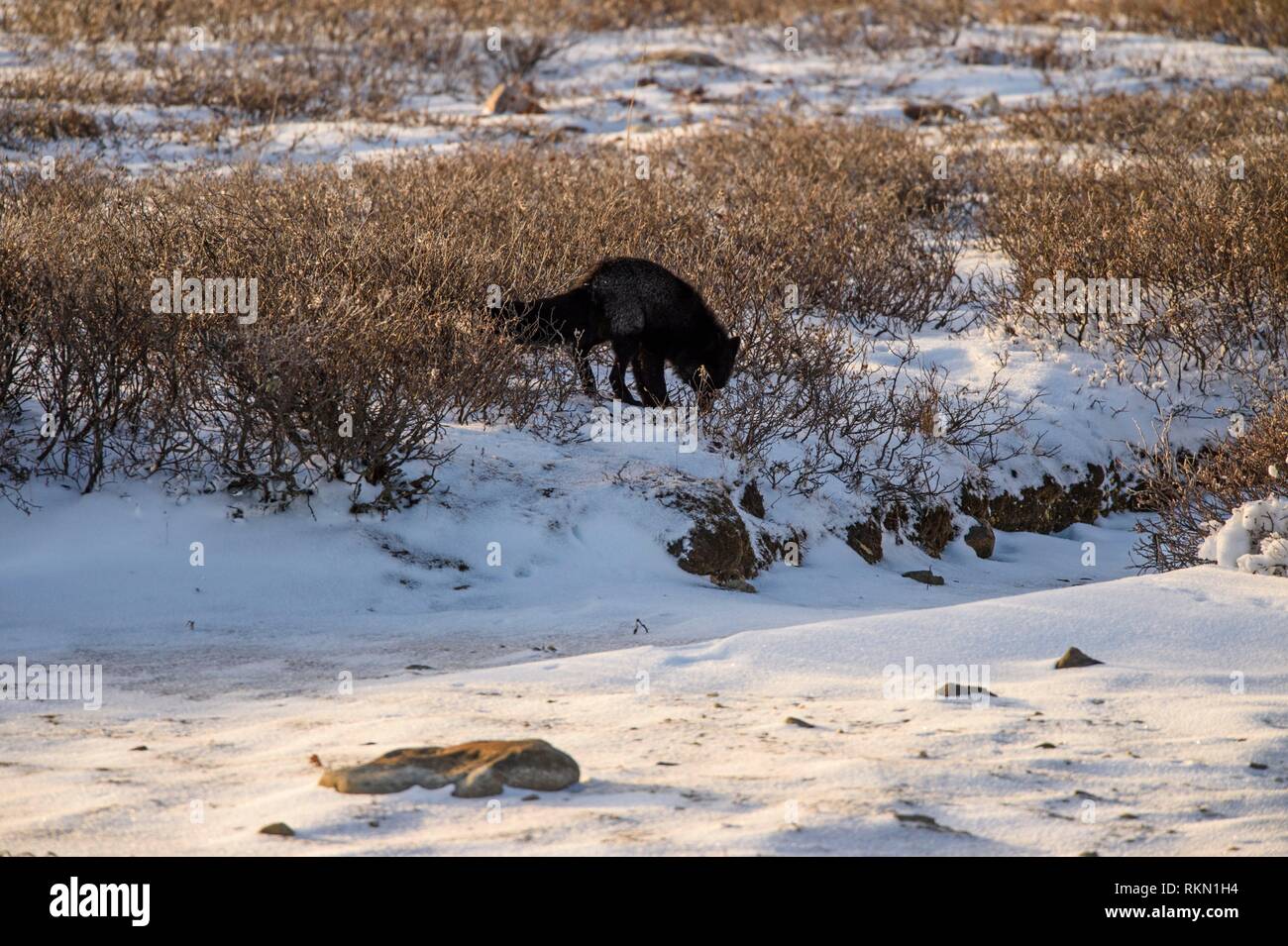 Silver willows hi-res stock photography and images - Alamy