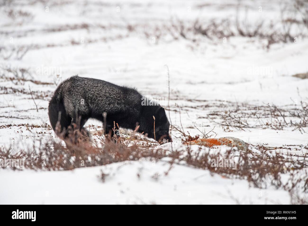 Silver morph red fox hi-res stock photography and images - Alamy