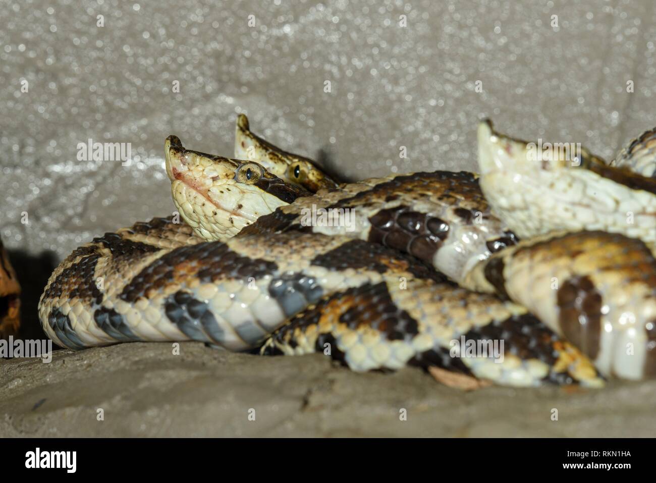 Reptile wildlife fauna animal hi-res stock photography and images - Alamy