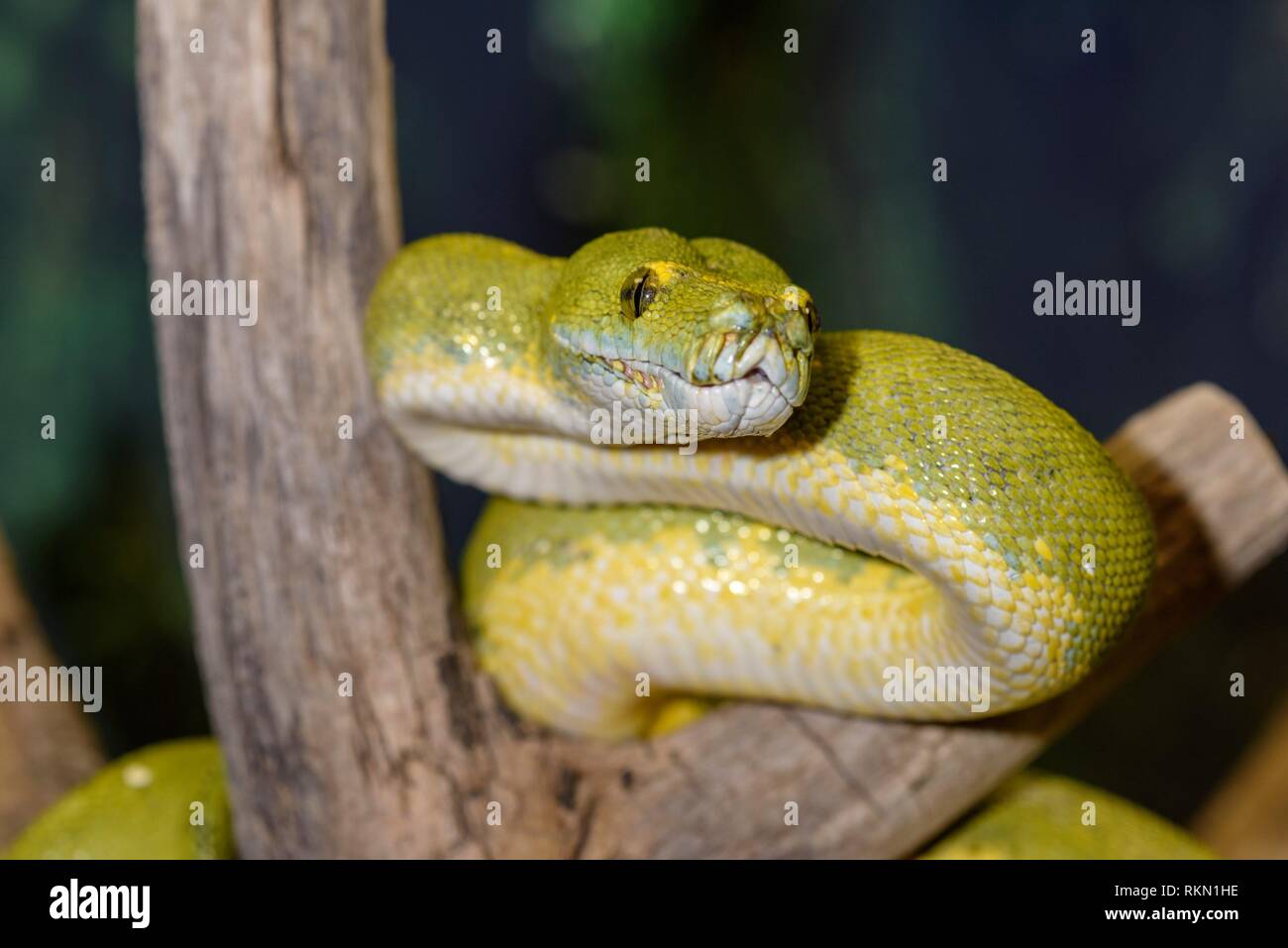 Green Tree Python (Morelia viridis) Captive. Native to Australia ...