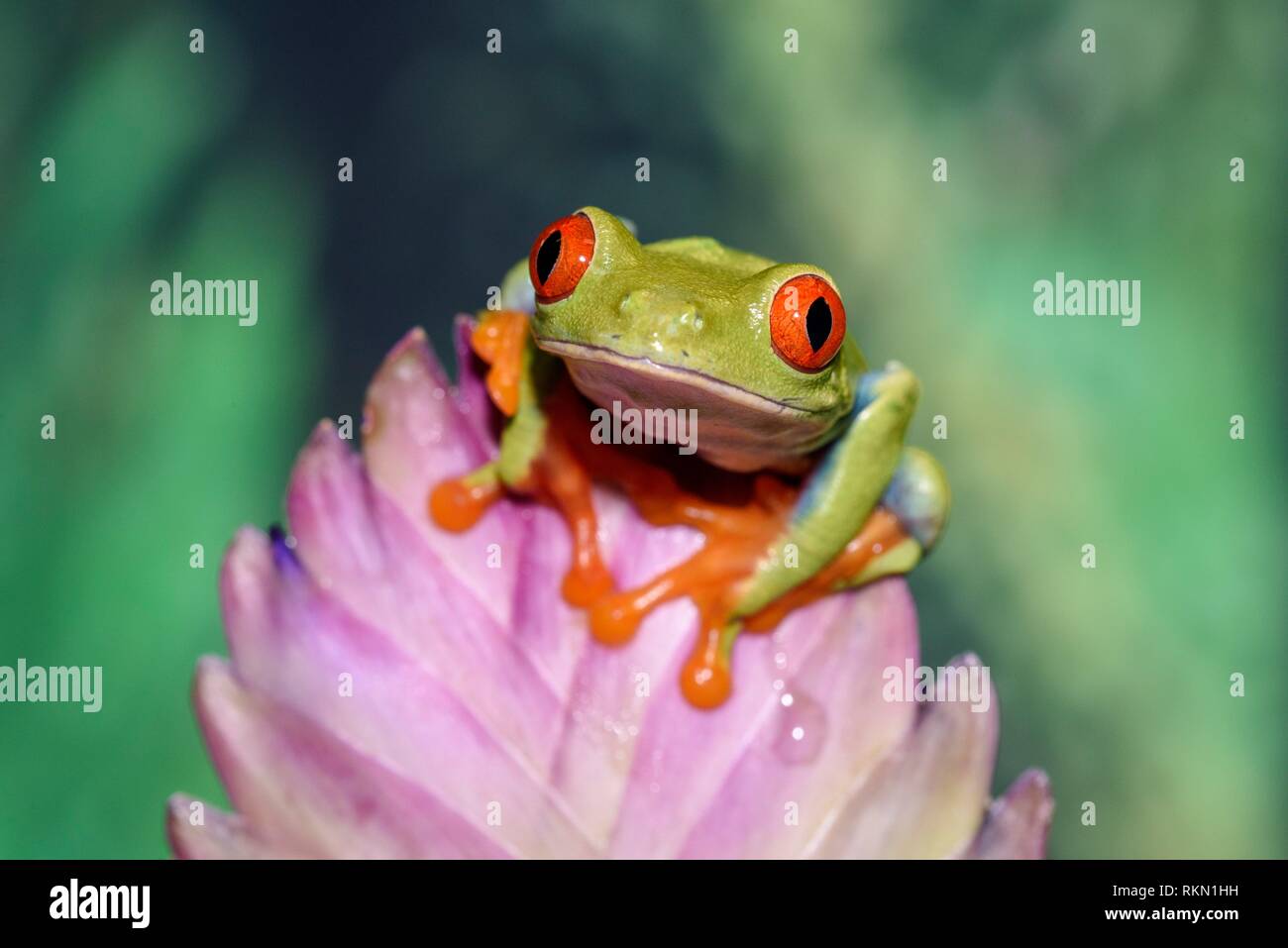 Rainforest zoo hi-res stock photography and images - Alamy