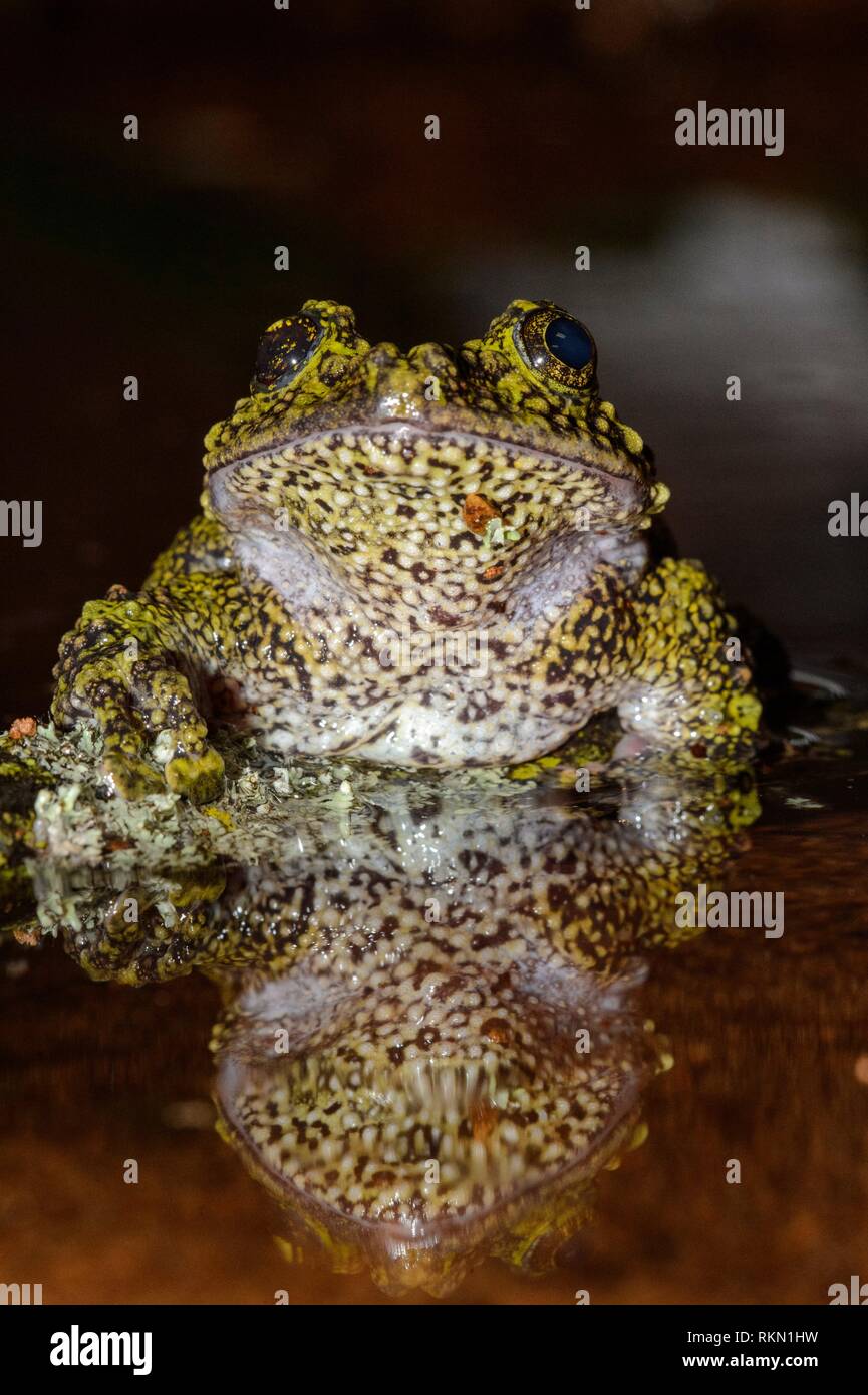 Vietnamese wildlife hi-res stock photography and images - Alamy