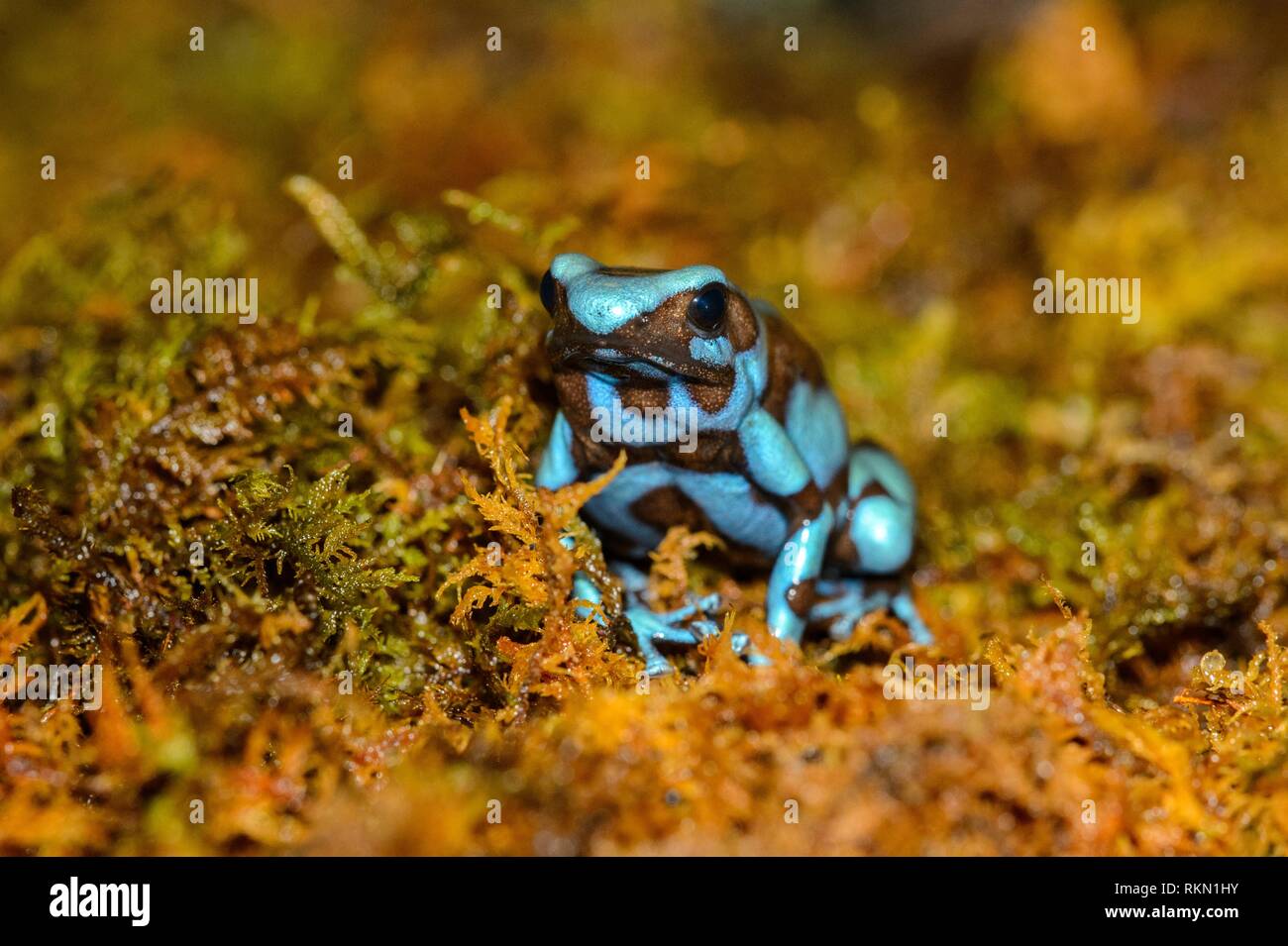 Amazon rainforest blue frog hi-res stock photography and images - Alamy