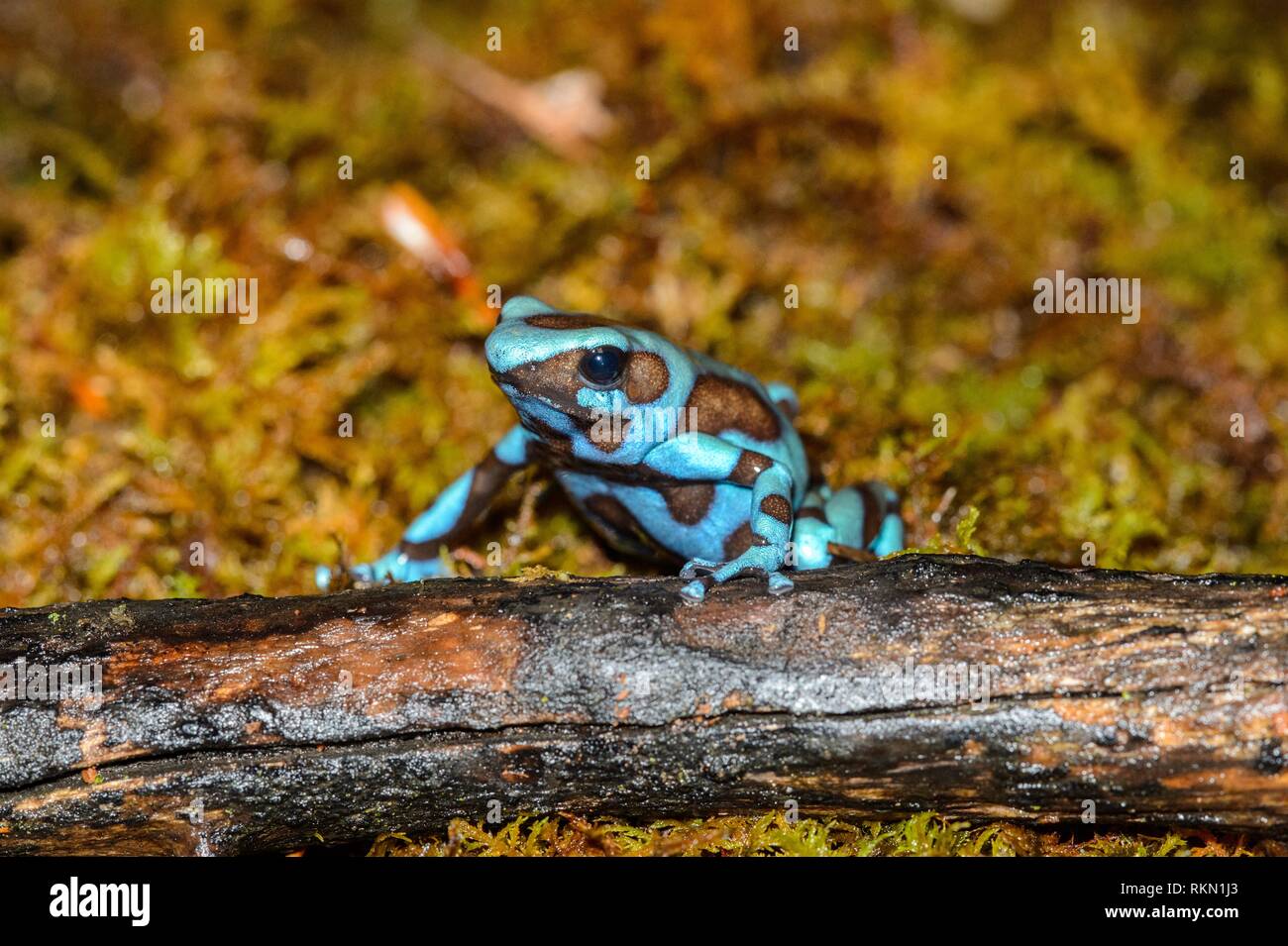 Amazon rainforest blue frog hi-res stock photography and images - Alamy