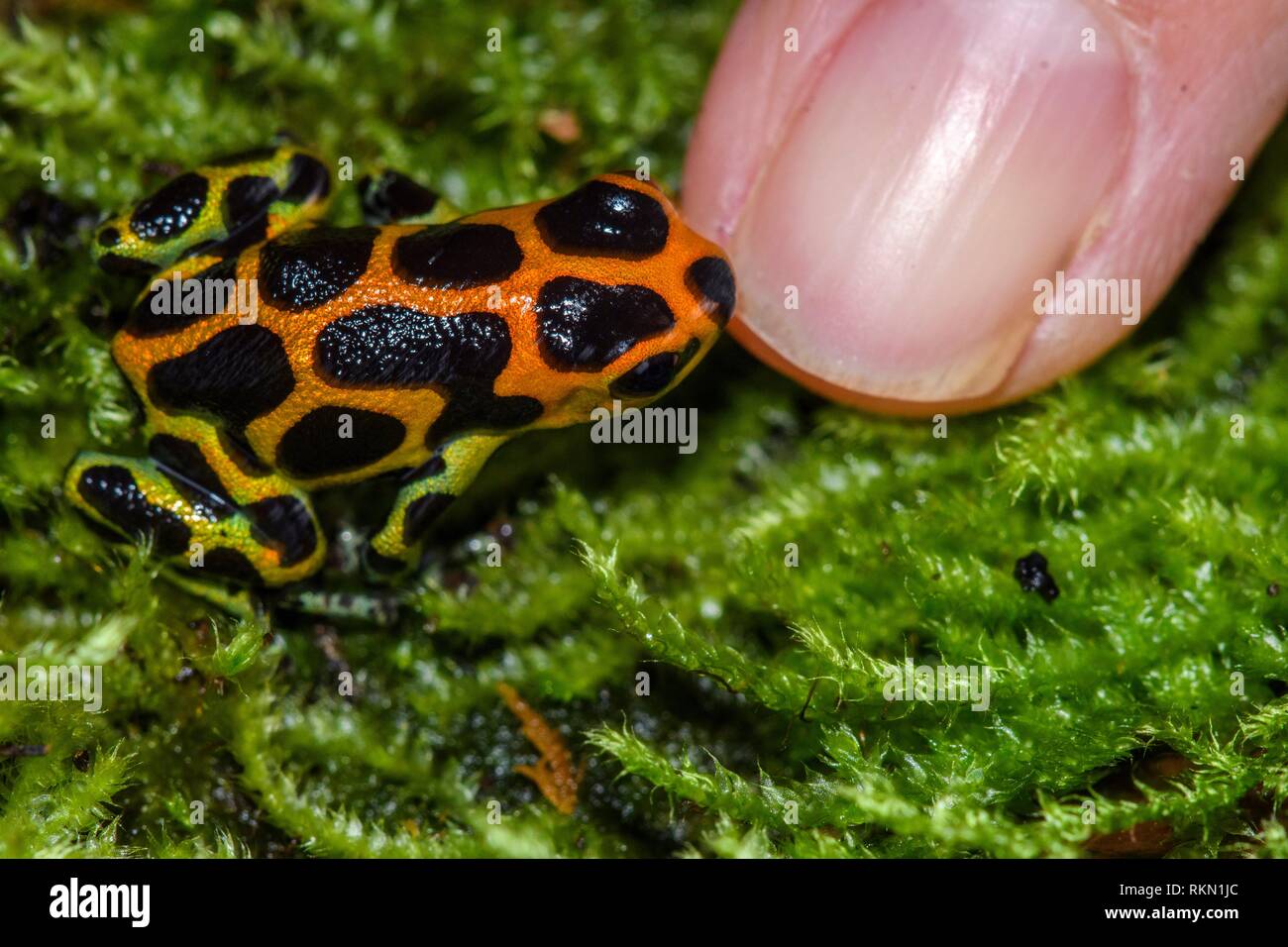 Captive Raised Specimen High Resolution Stock Photography and Images ...