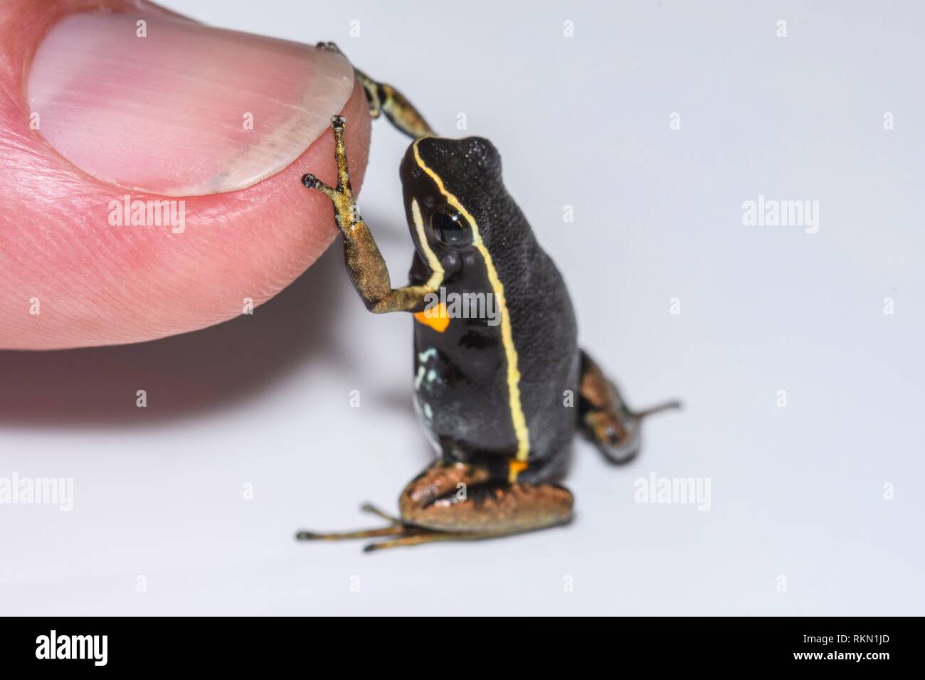 Captive raised specimen hi-res stock photography and images - Alamy