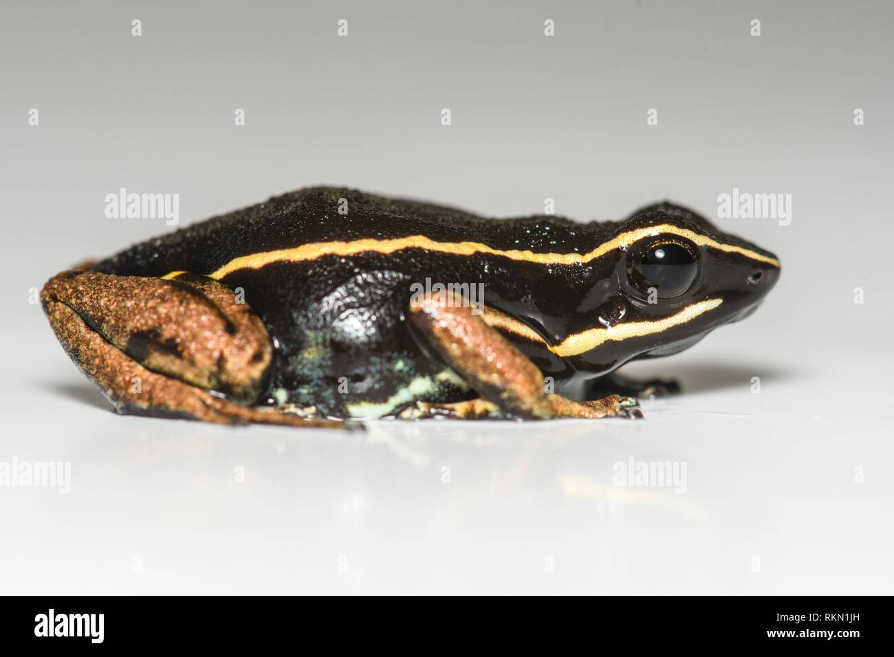 Captive raised specimen hi-res stock photography and images - Alamy