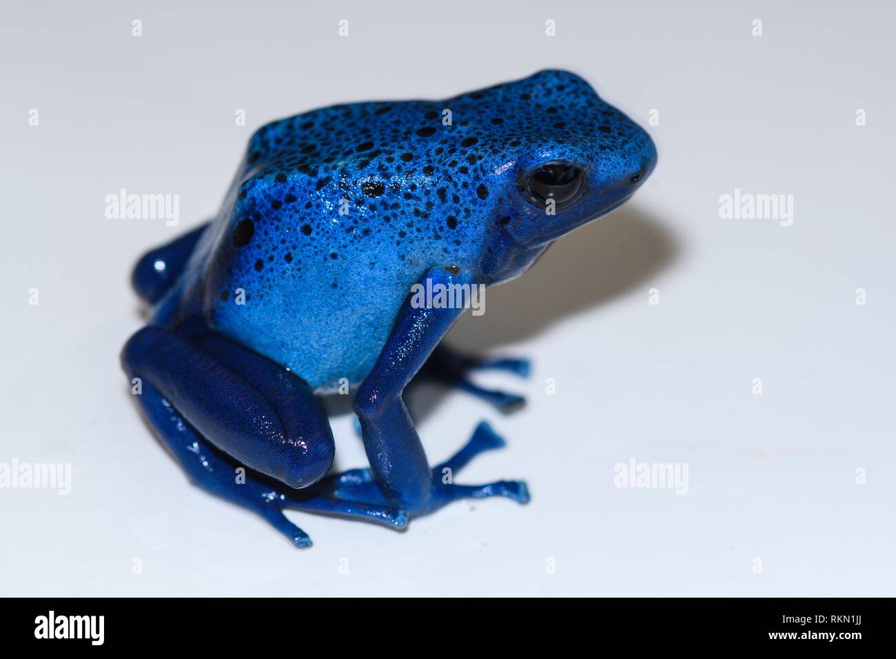 Blue azureus tinctorius dart frog hi-res stock photography and images ...