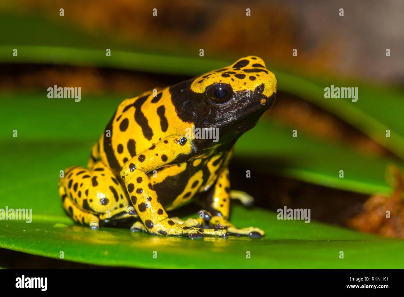 Captive Raised Specimen High Resolution Stock Photography and Images ...