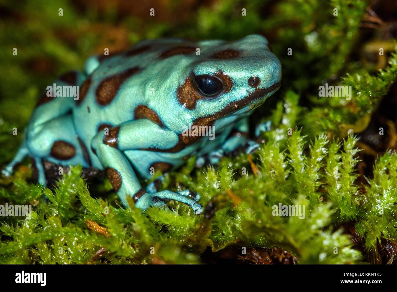 Captive Raised Specimen High Resolution Stock Photography and Images ...