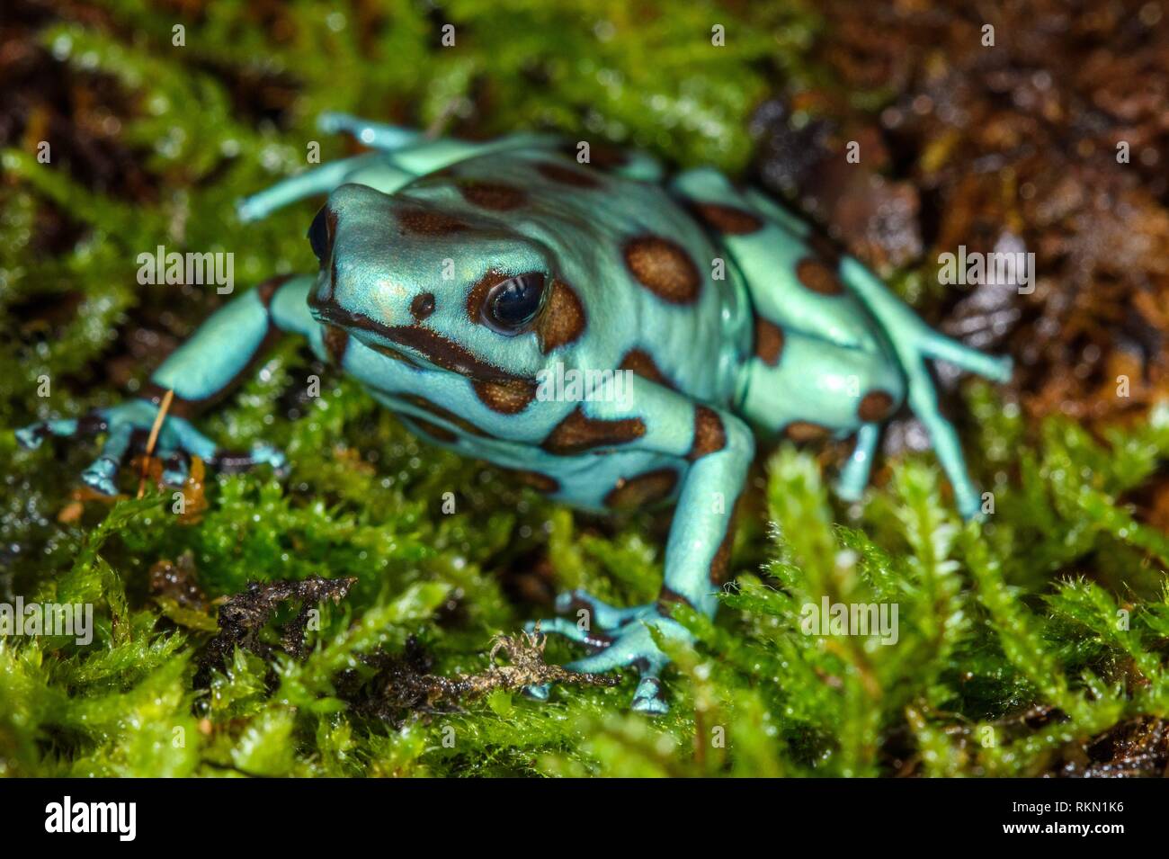 Captive Raised Specimen High Resolution Stock Photography and Images ...