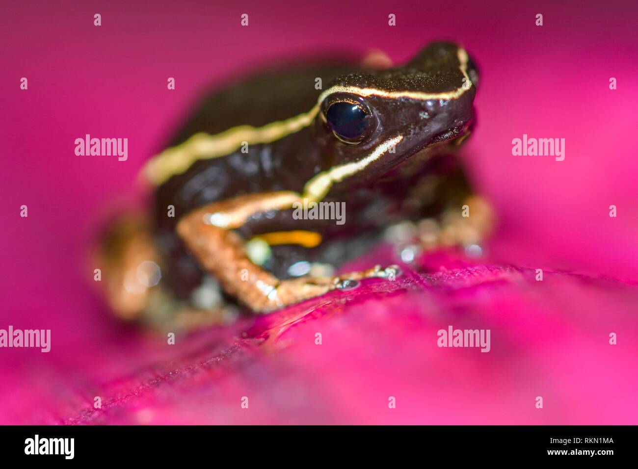 Captive Raised Specimen High Resolution Stock Photography and Images ...