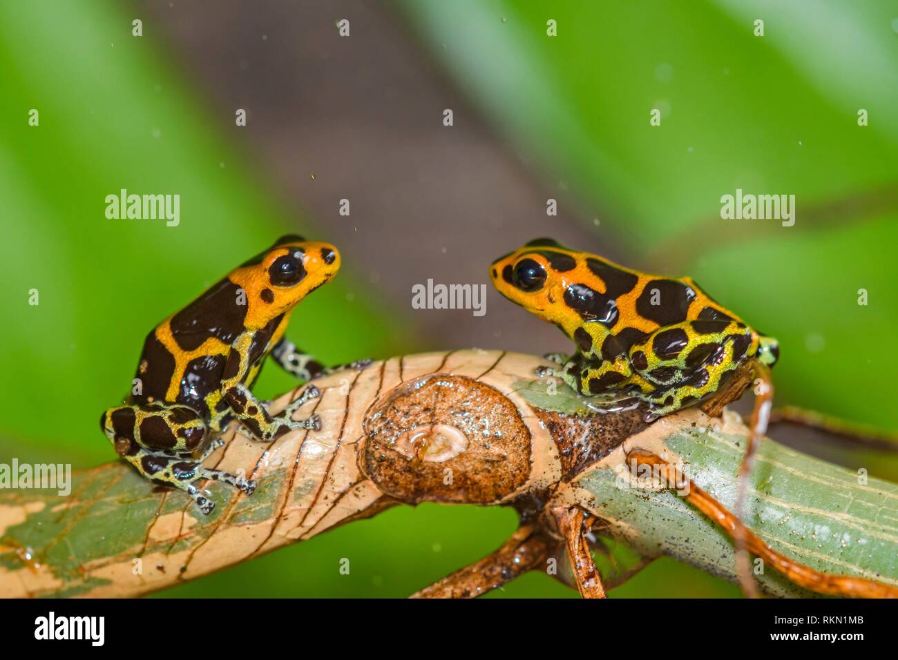 Captive raised specimen hi-res stock photography and images - Alamy