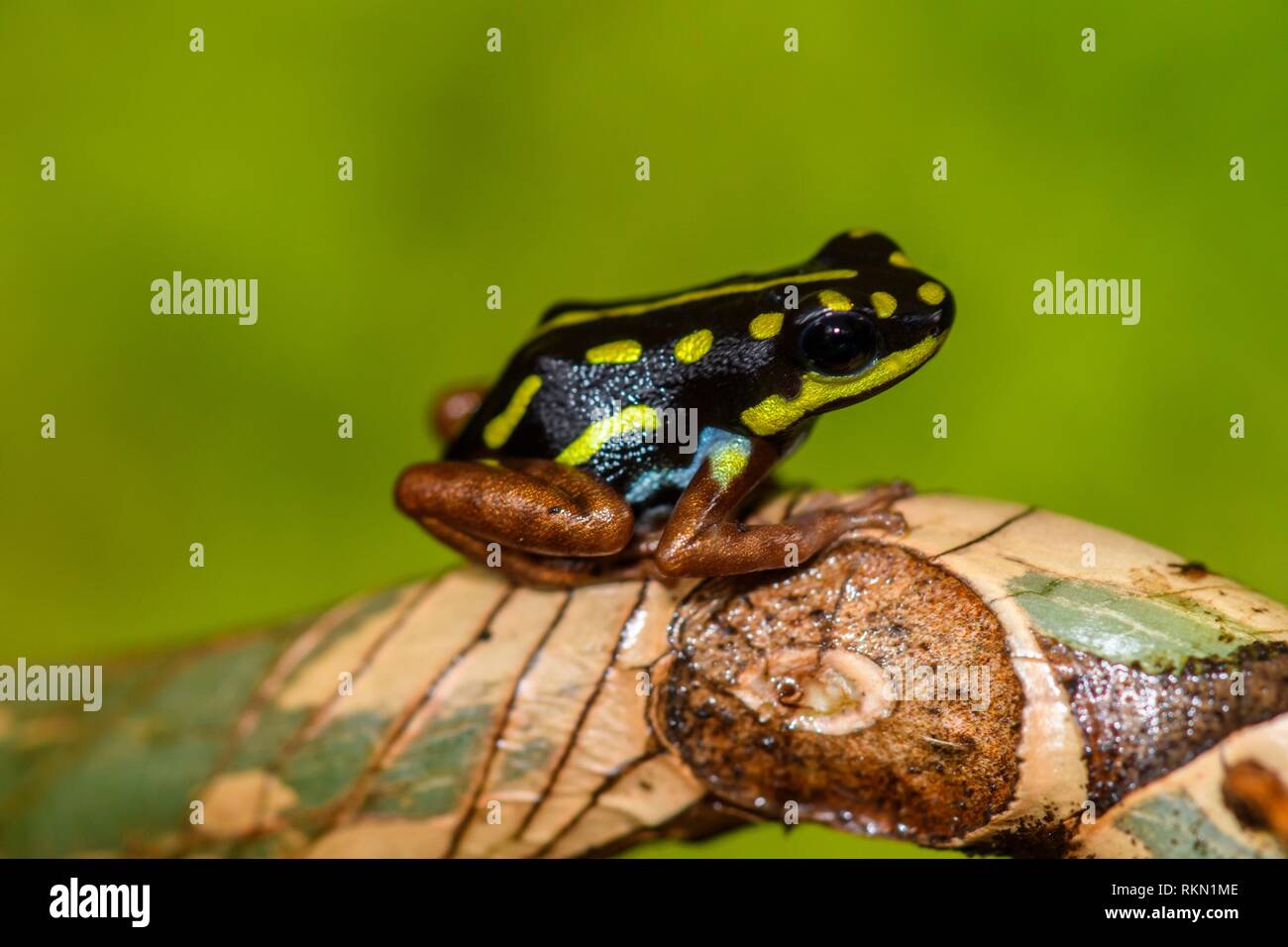 Captive raised specimen hi-res stock photography and images - Alamy