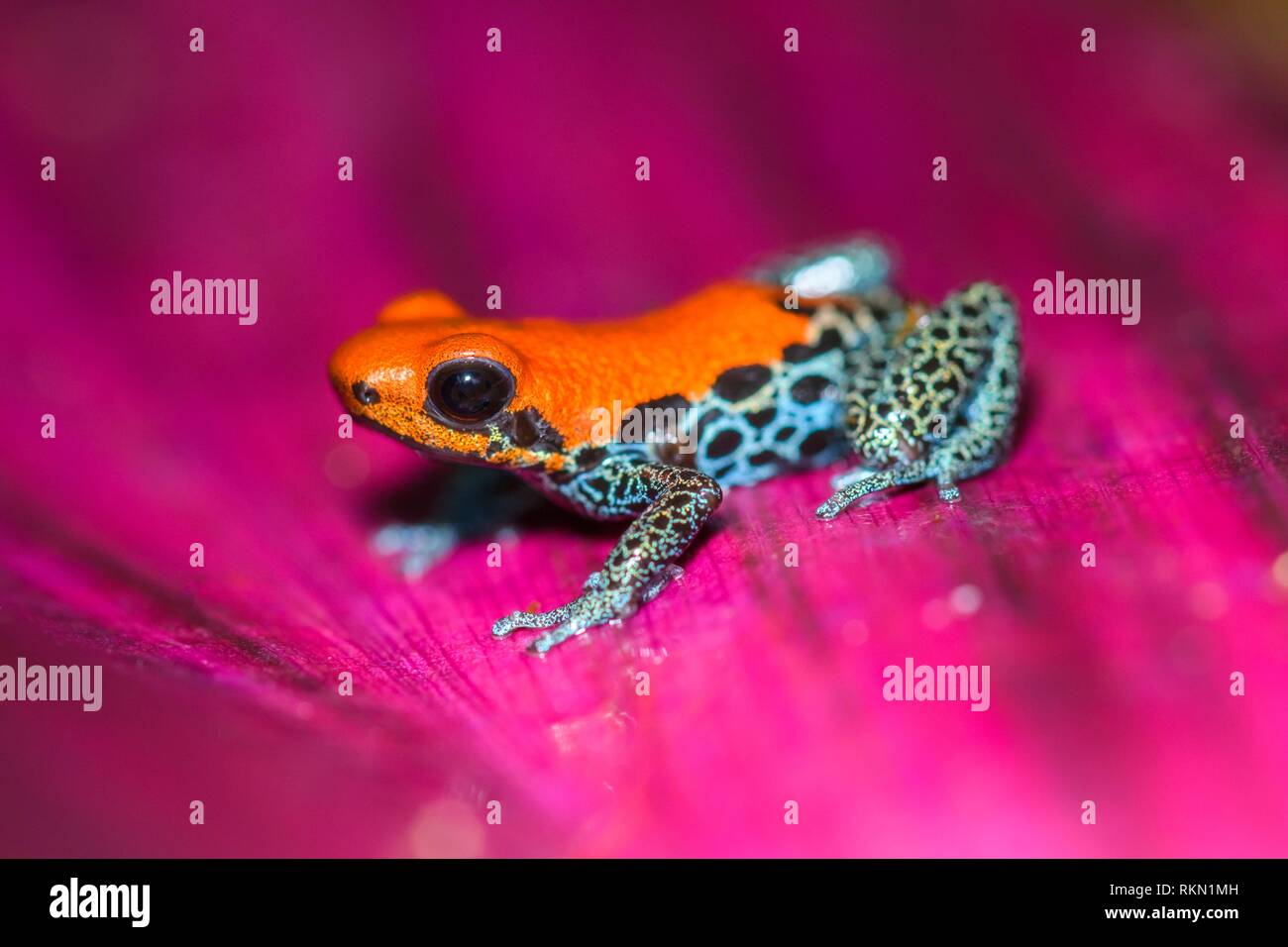 Captive Raised Specimen High Resolution Stock Photography and Images ...