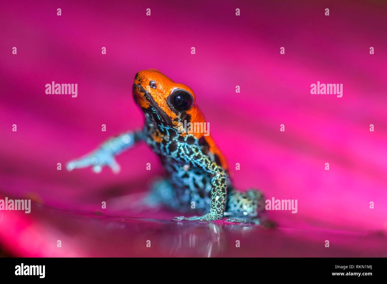 Captive raised specimen hi-res stock photography and images - Alamy