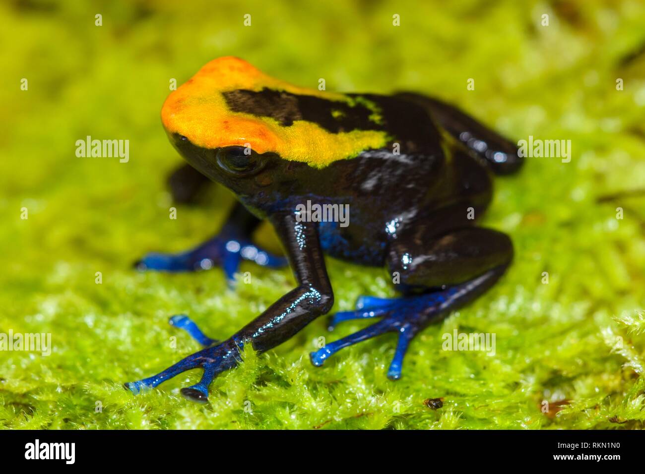 Dendrobates tinctorius ""cobalt"", Understory Enterprises, Captive ...