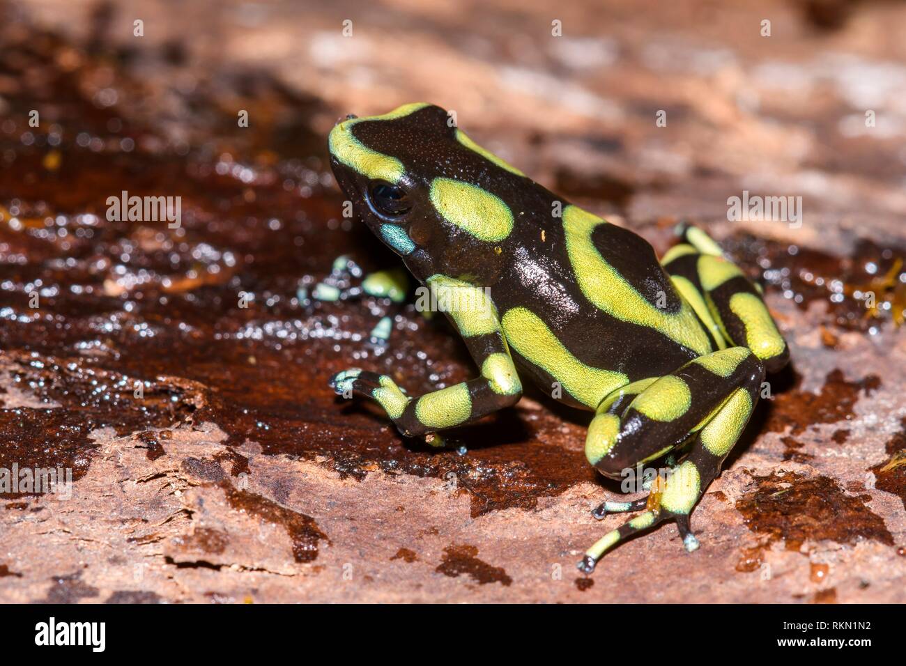 Captive Raised Specimen High Resolution Stock Photography and Images ...