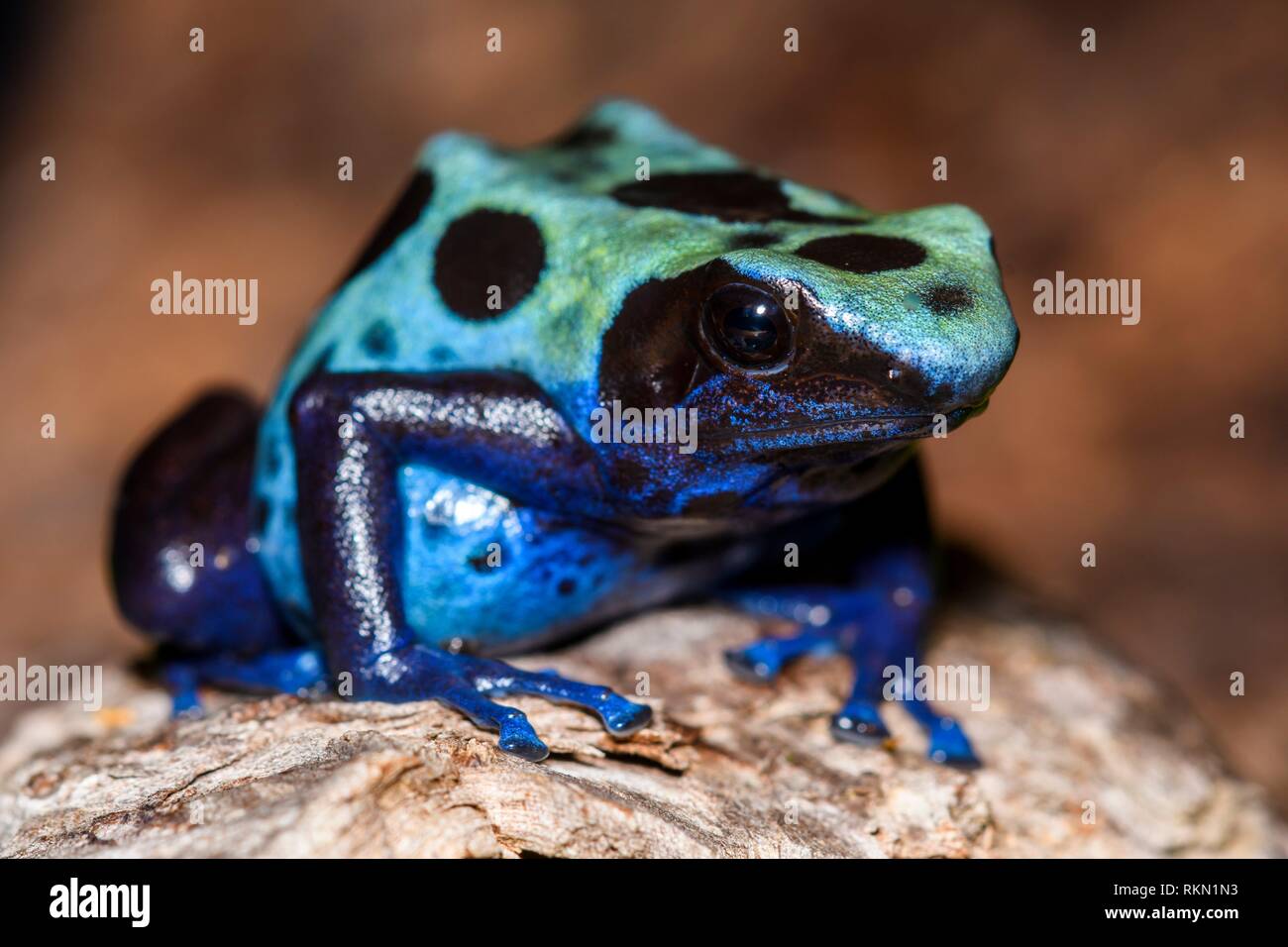 Captive Raised Specimen High Resolution Stock Photography and Images ...