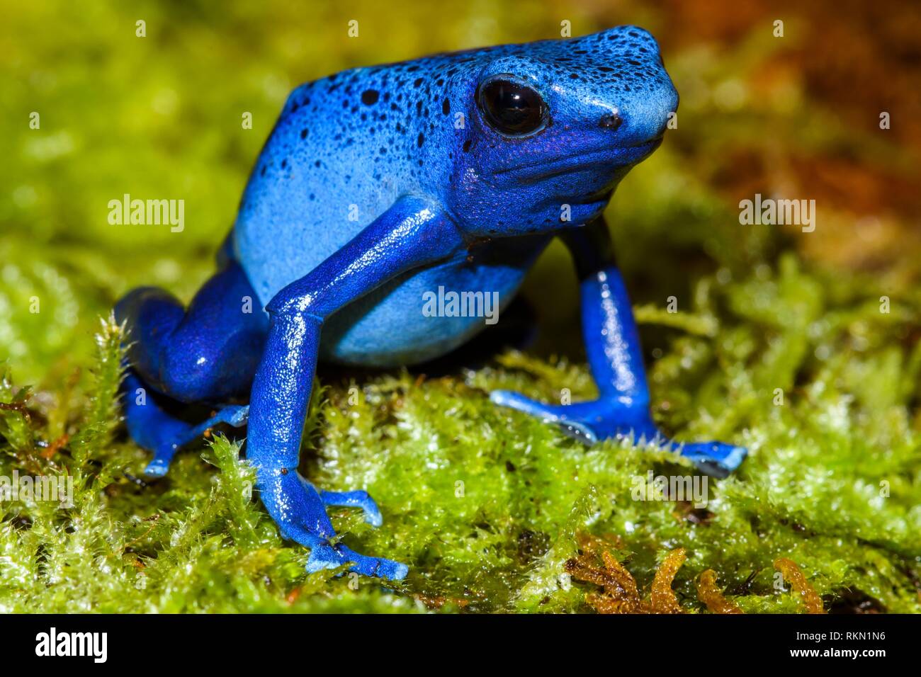 Guyana colors hi-res stock photography and images - Alamy