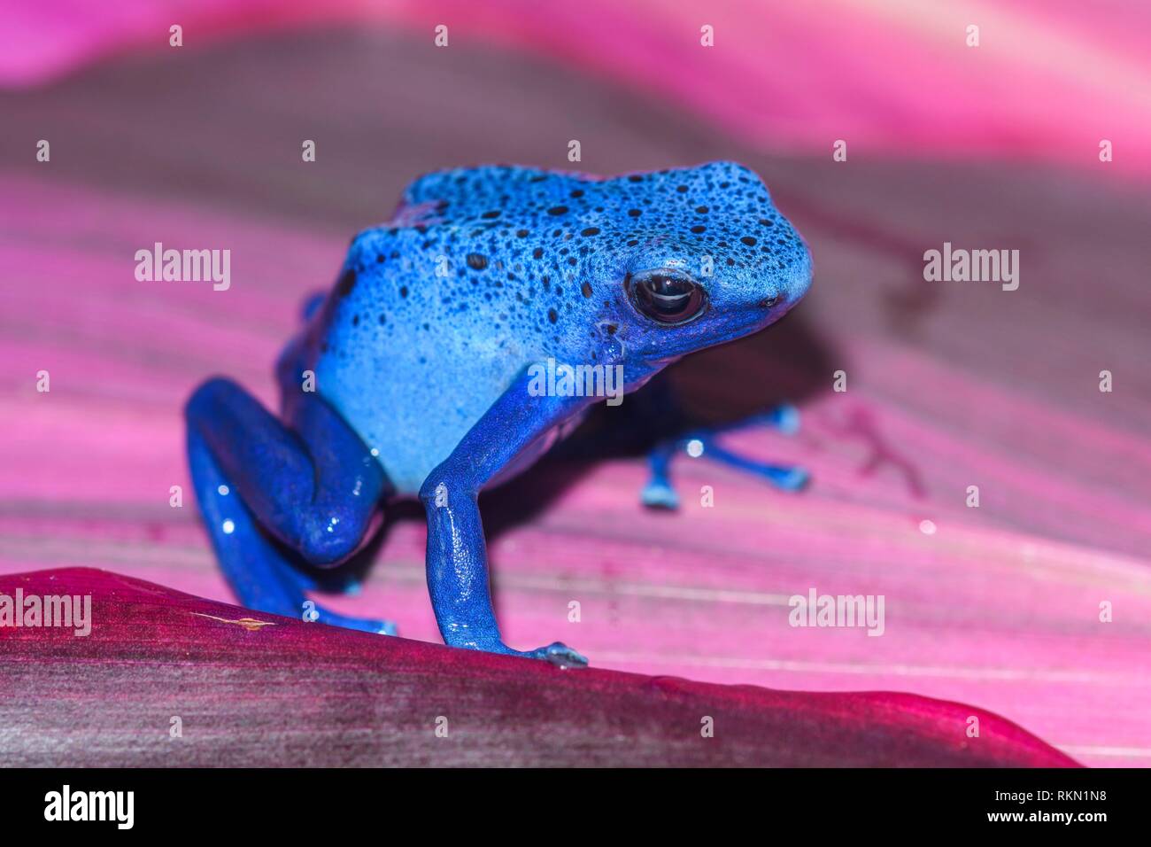 Guyana colors hi-res stock photography and images - Alamy