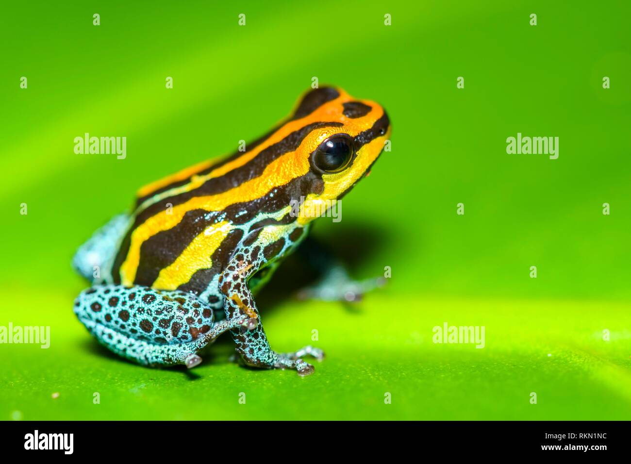 Peru splash back frog hi-res stock photography and images - Alamy