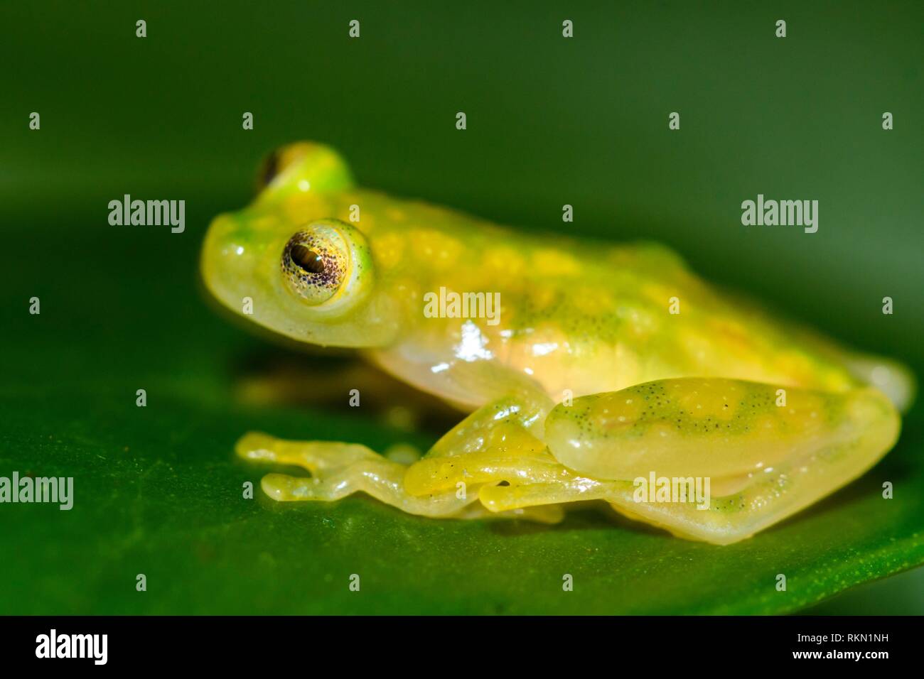 Captive Raised Specimen High Resolution Stock Photography and Images ...