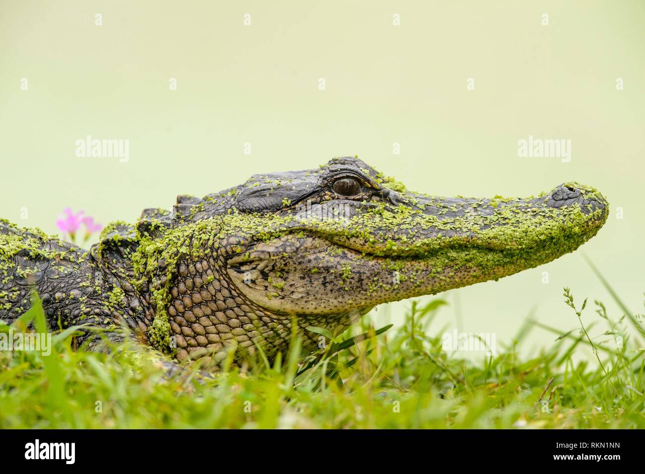 Zoology alligator hi-res stock photography and images - Alamy