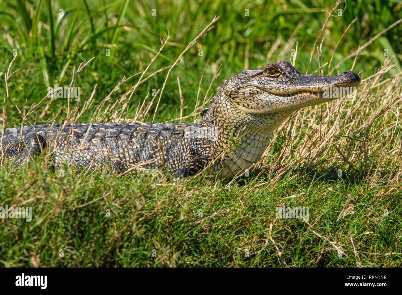 North american alligator habitat hi-res stock photography and images ...