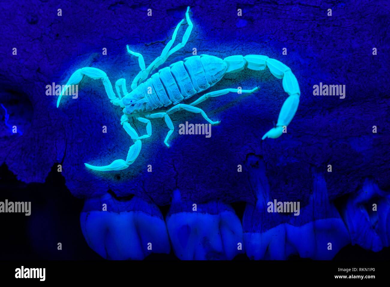 Bark scorpion hi-res stock photography and images - Alamy