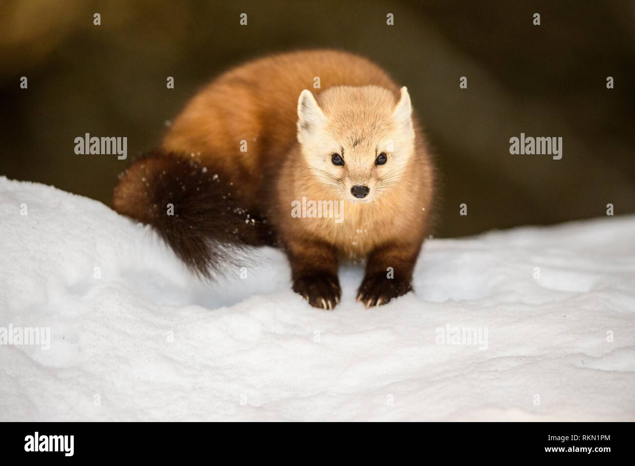 American Pine Marten High Resolution Stock Photography and Images - Alamy