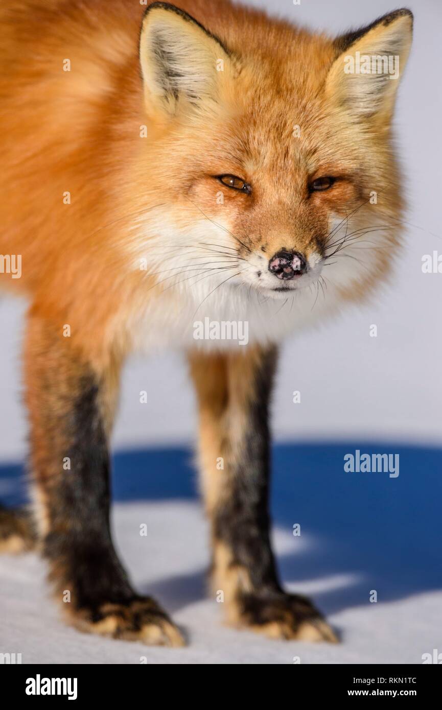 Red fox ontario animal hi-res stock photography and images - Alamy