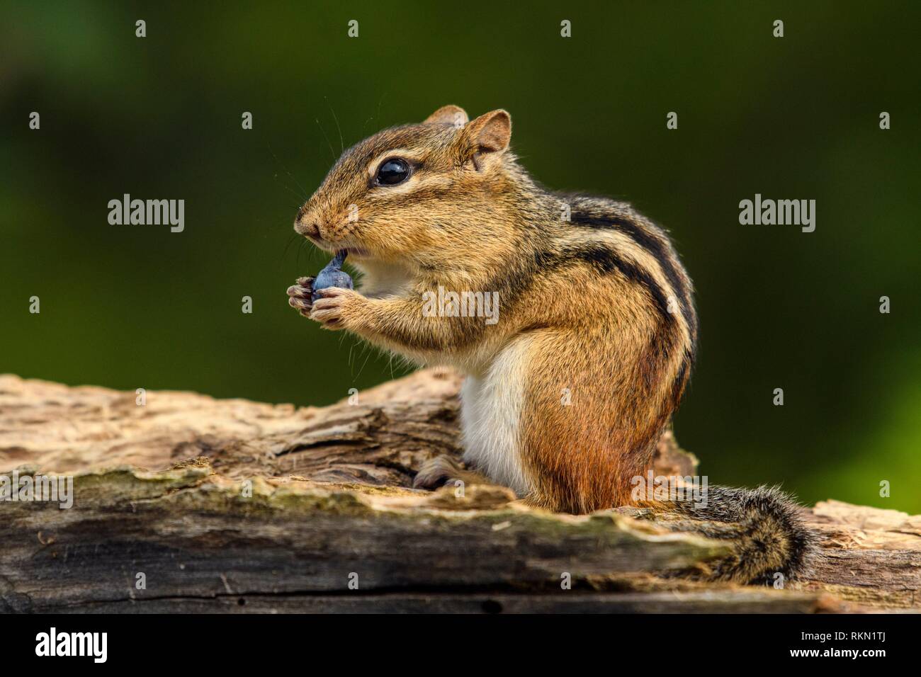 Eastern chipmunk (Tamias striatus) Eating a wild blueberry, Greater ...