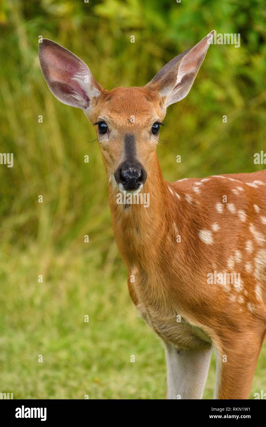 Deer fly bite hi-res stock photography and images - Alamy