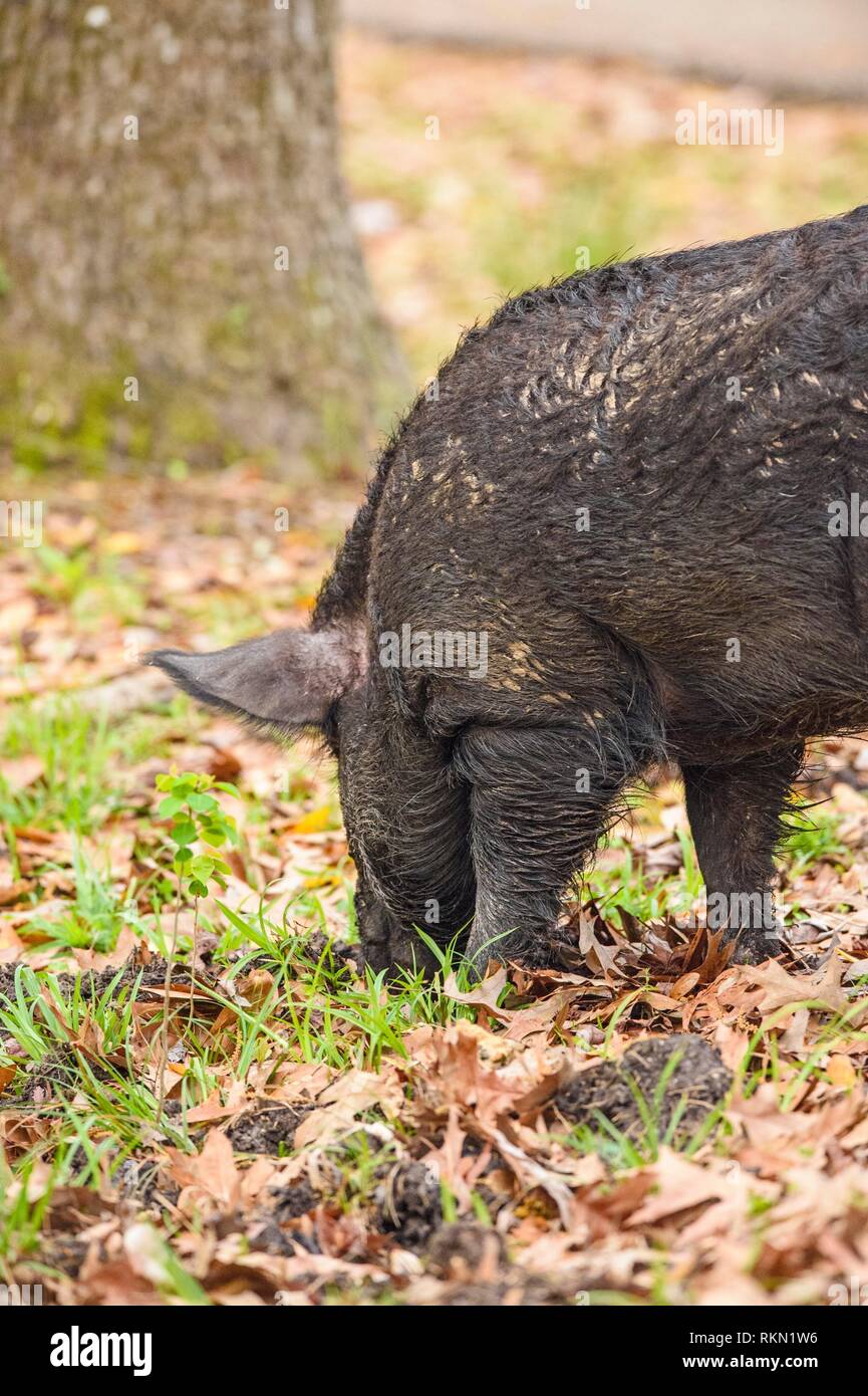 Feral pig united states hi-res stock photography and images - Alamy