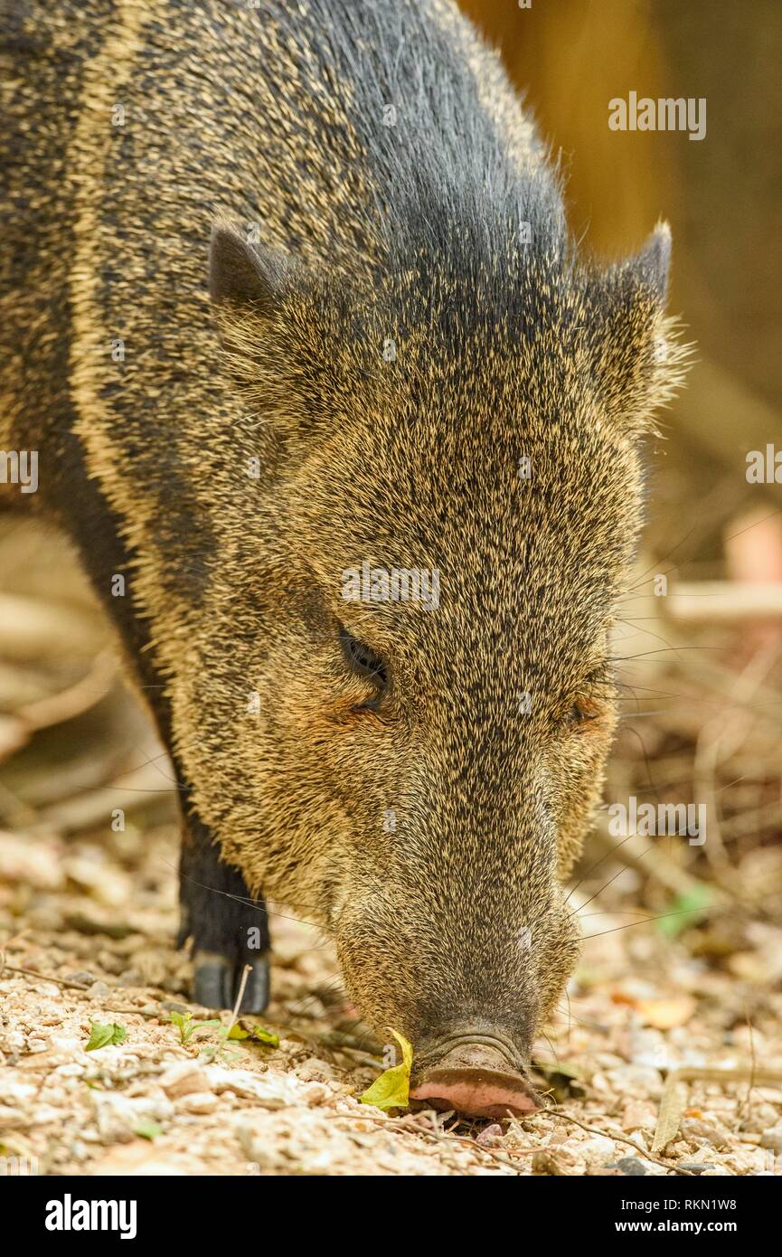 Javelinas Adaptation