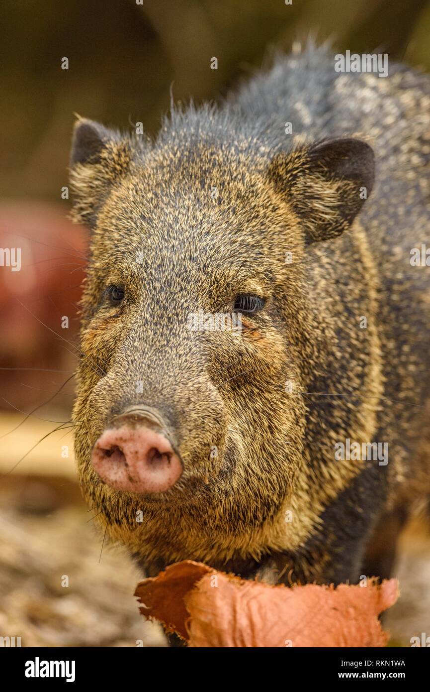 Javelinas Adaptation