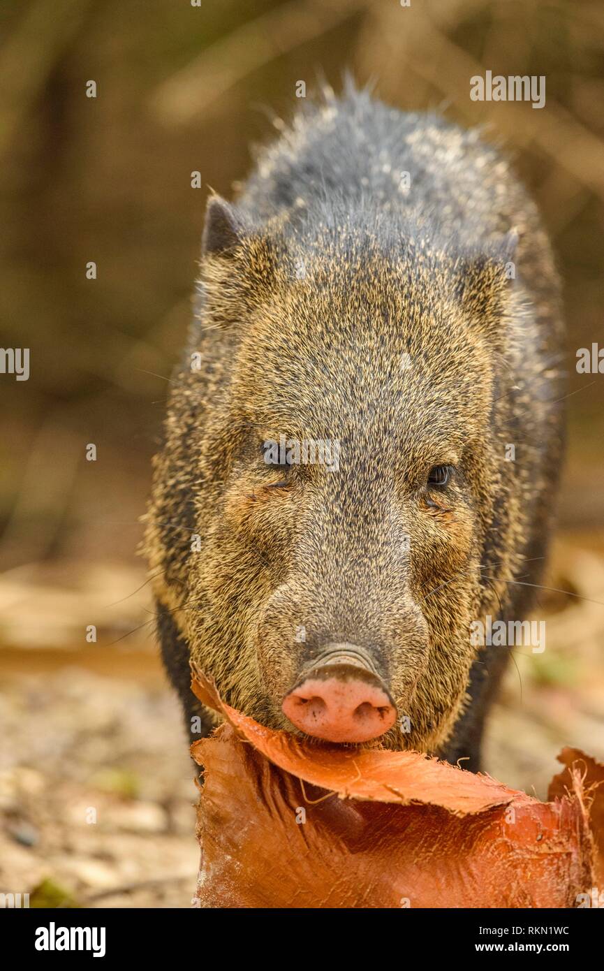 Quinta Mazatlan High Resolution Stock Photography and Images - Alamy