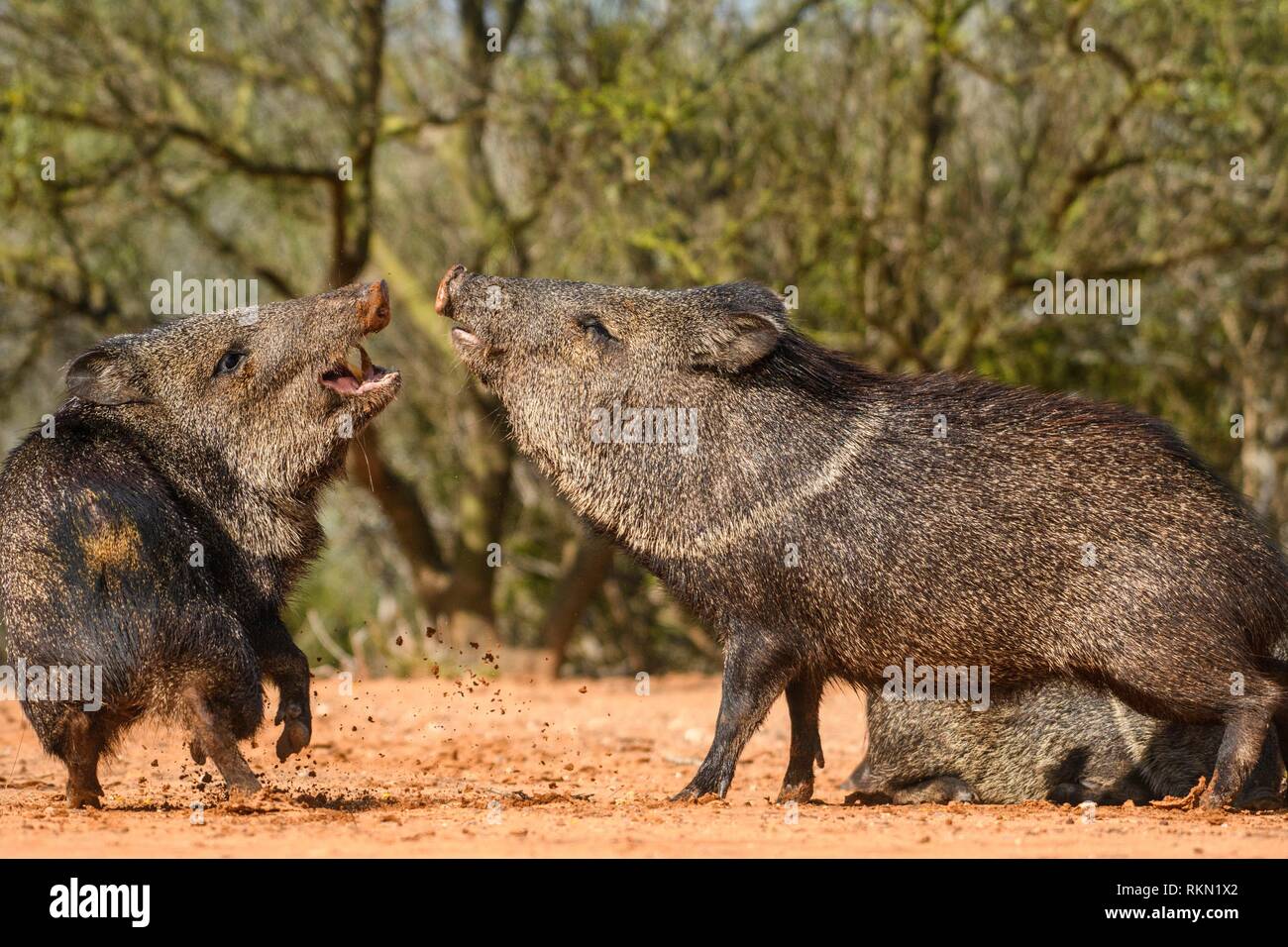 Javelinas Adaptation